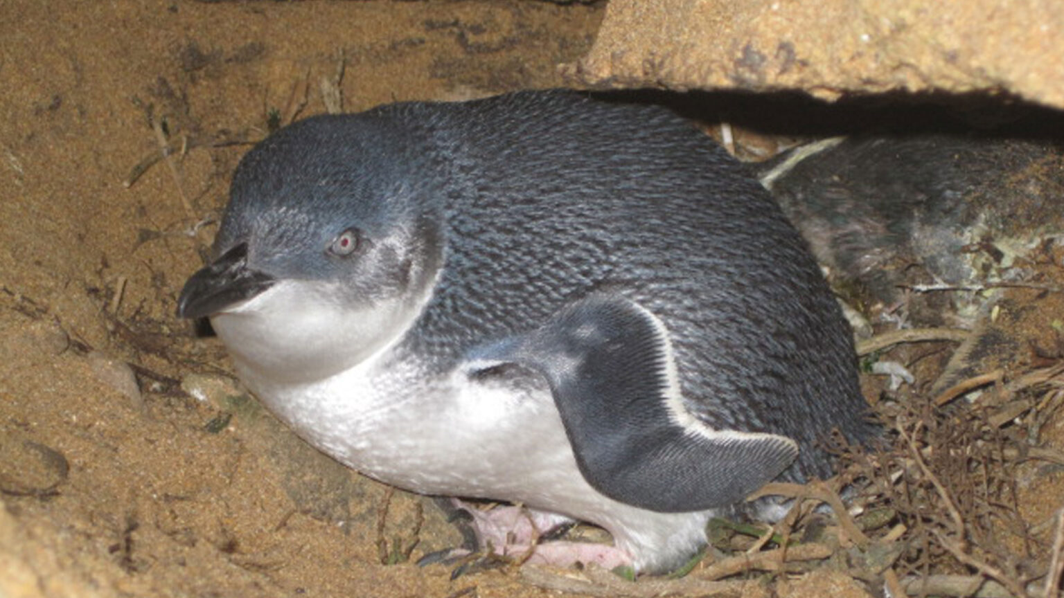 Biodiversity – Warrnambool Coastcare Landcare Network